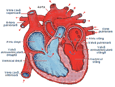 ANATOMIA CORPULUI UMAN: Sistemul cardio-vascular